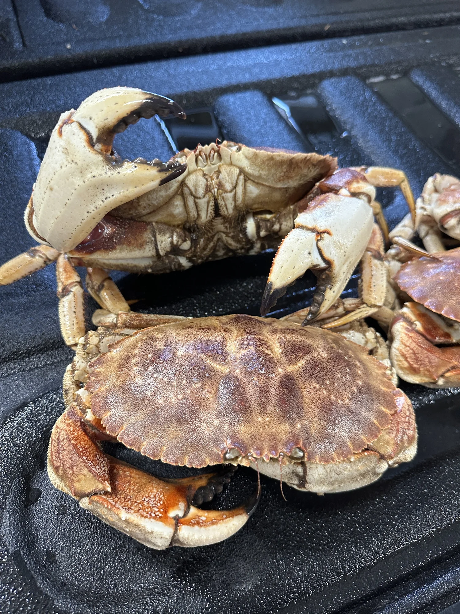 Maine Street Seafoods LLC
