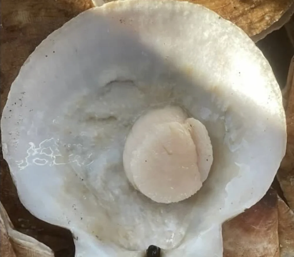 Maine Street Seafoods LLC