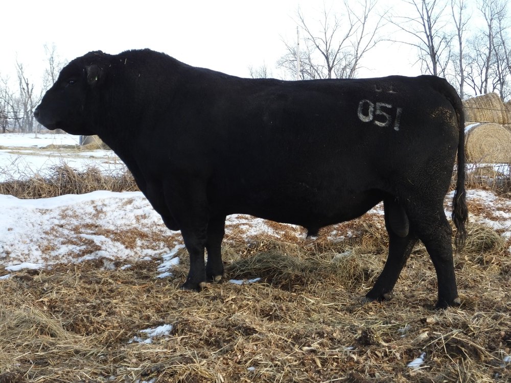 Angus Cattle — Medalen Ranch
