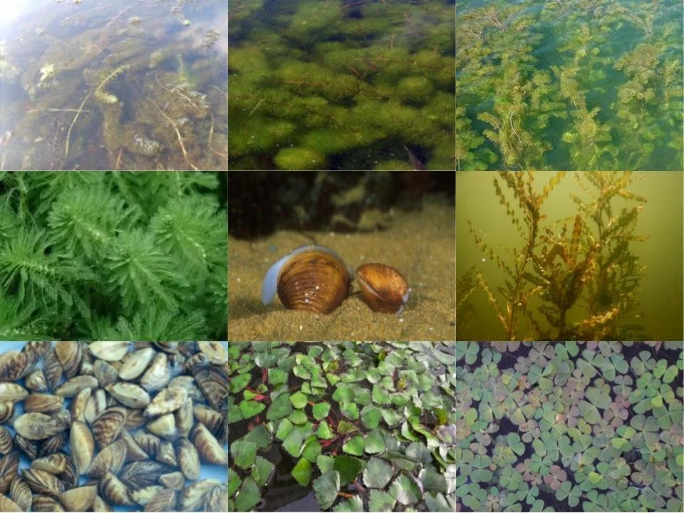 Invasive Species — Horn Pond