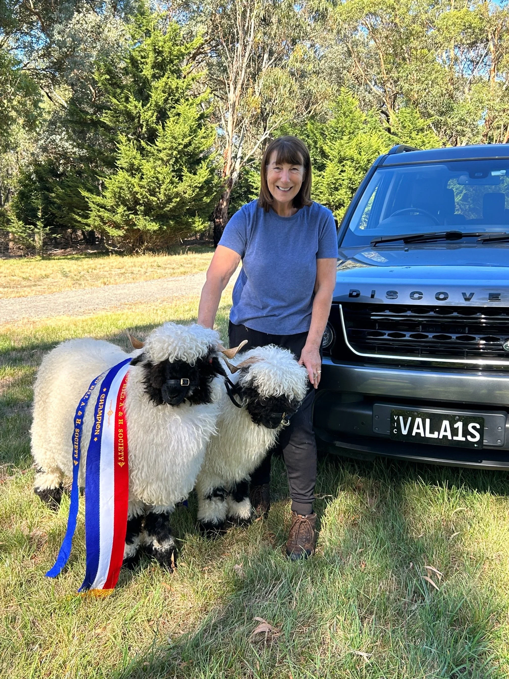 Valais Blacknose Sheep