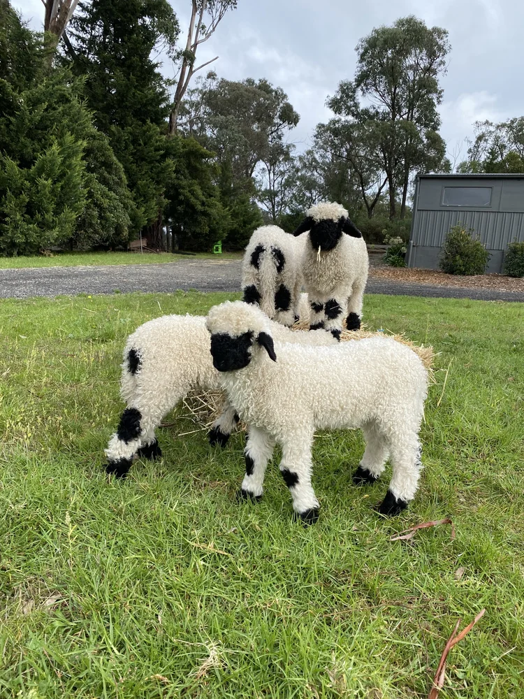 Valais Blacknose Sheep