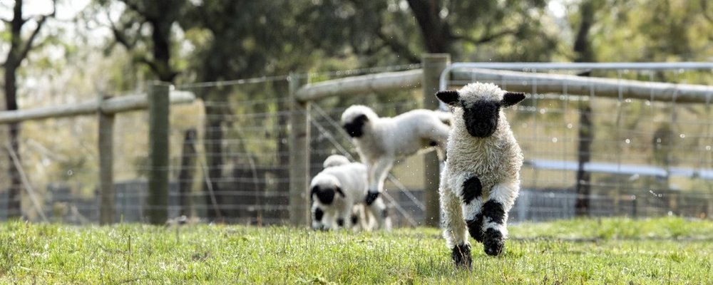 Valais Blacknose Sheep