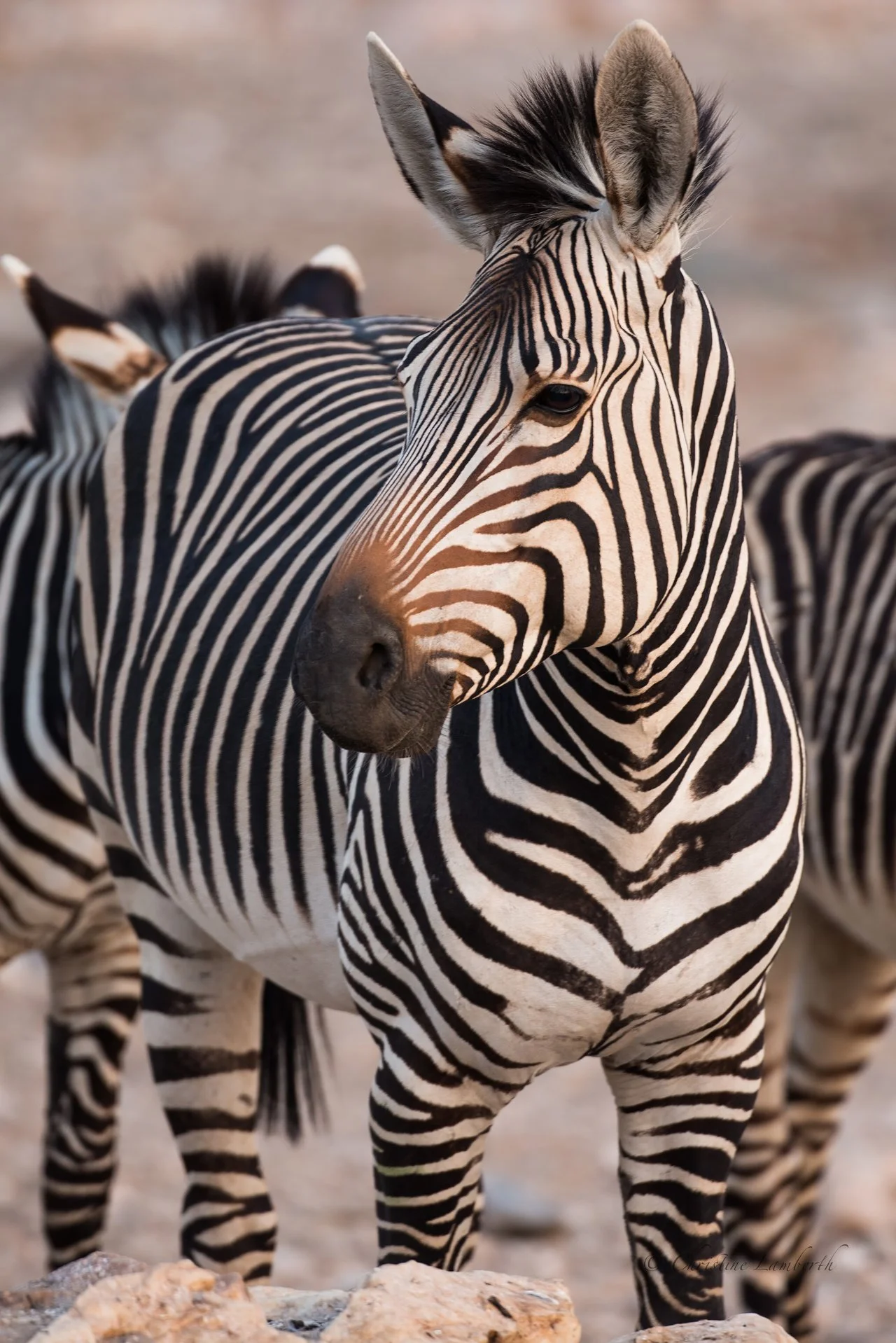 Timeless Landscapes, Wildlife Conservation, and the Hartmann’s Mountain ...