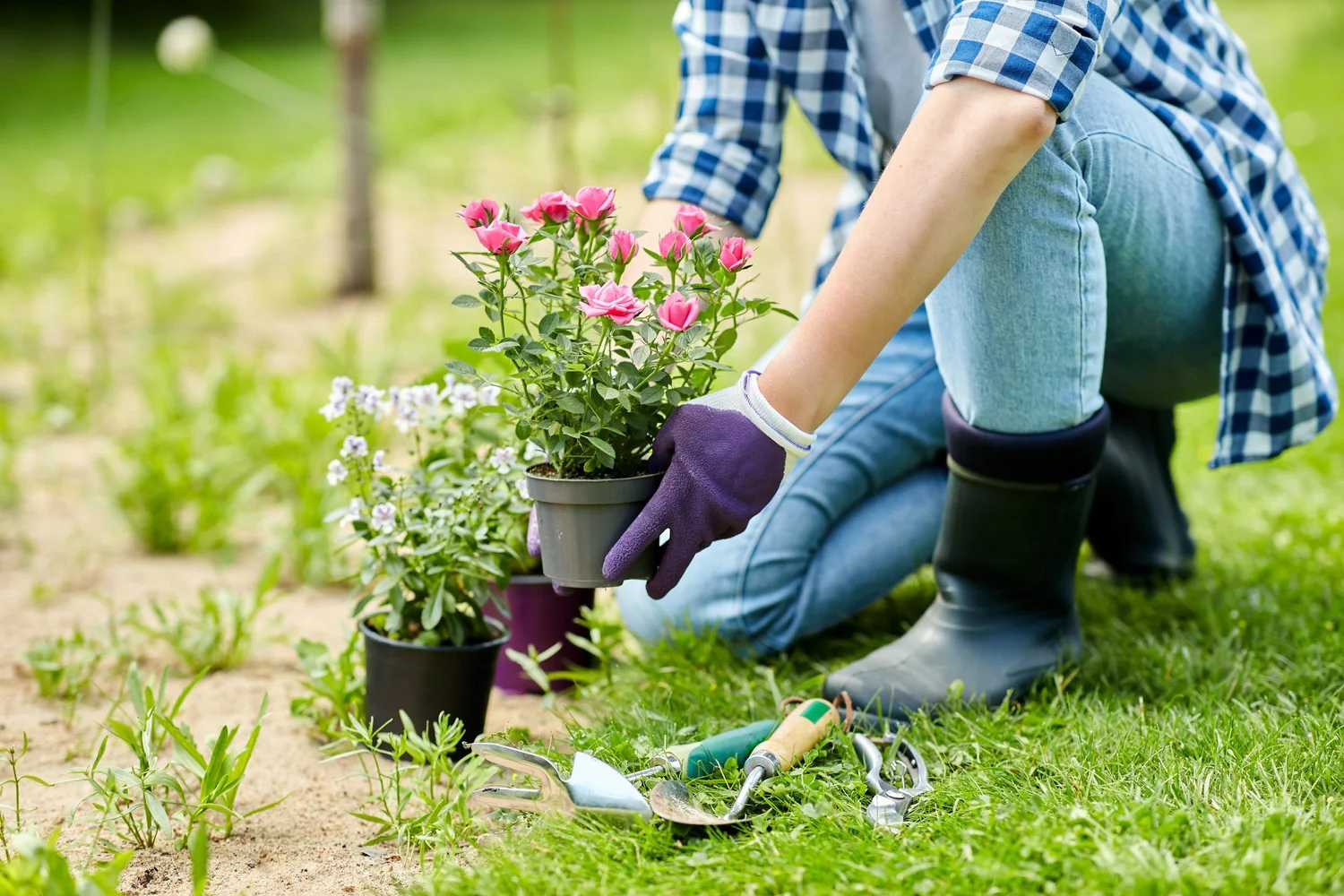 Planting roses - site selection and ground preparation — Garden Advice