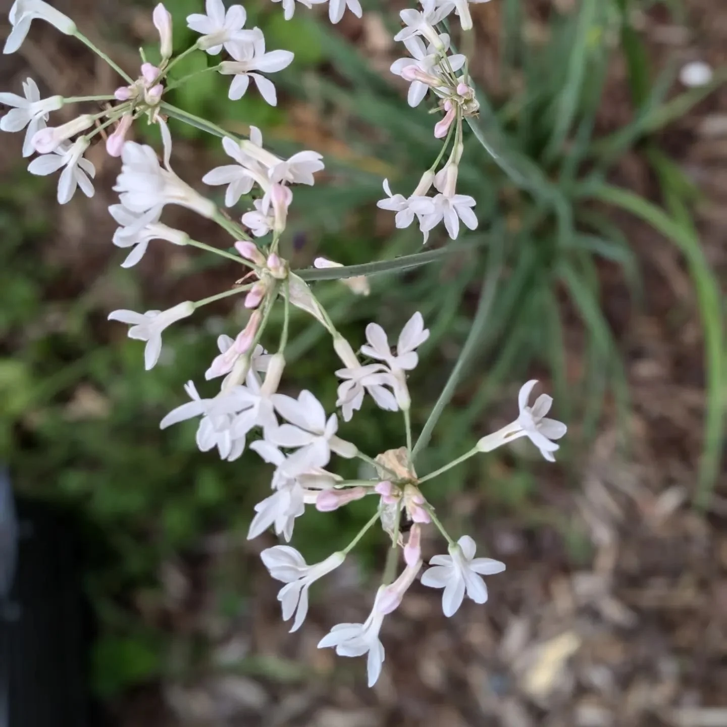 SPARE Restaurant Lounge & Bar