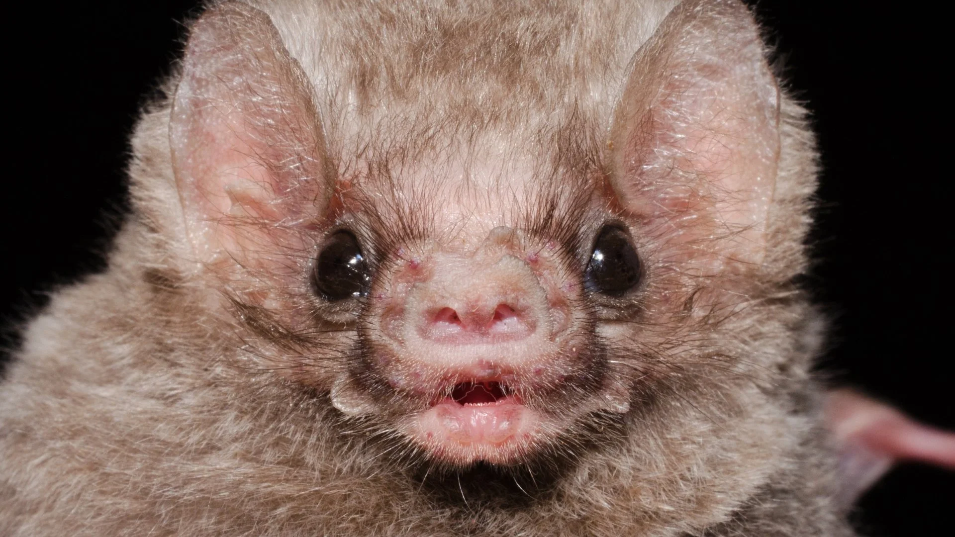 Are vampire bats real? — Bat Survey Scotland