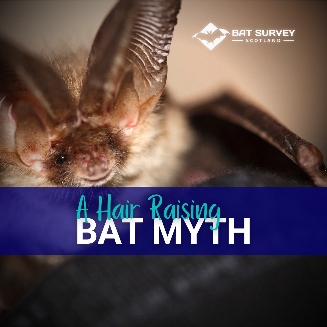 Hair-Raising Bat Myths: What If It Gets in My Hair?! — Bat Survey Scotland