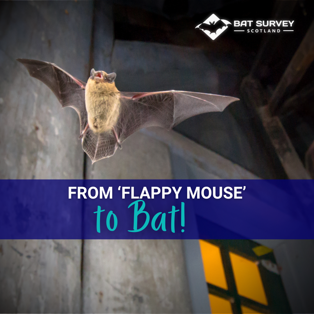 From Flappy Mouse to Bat: A Linguistic Journey — Bat Survey Scotland
