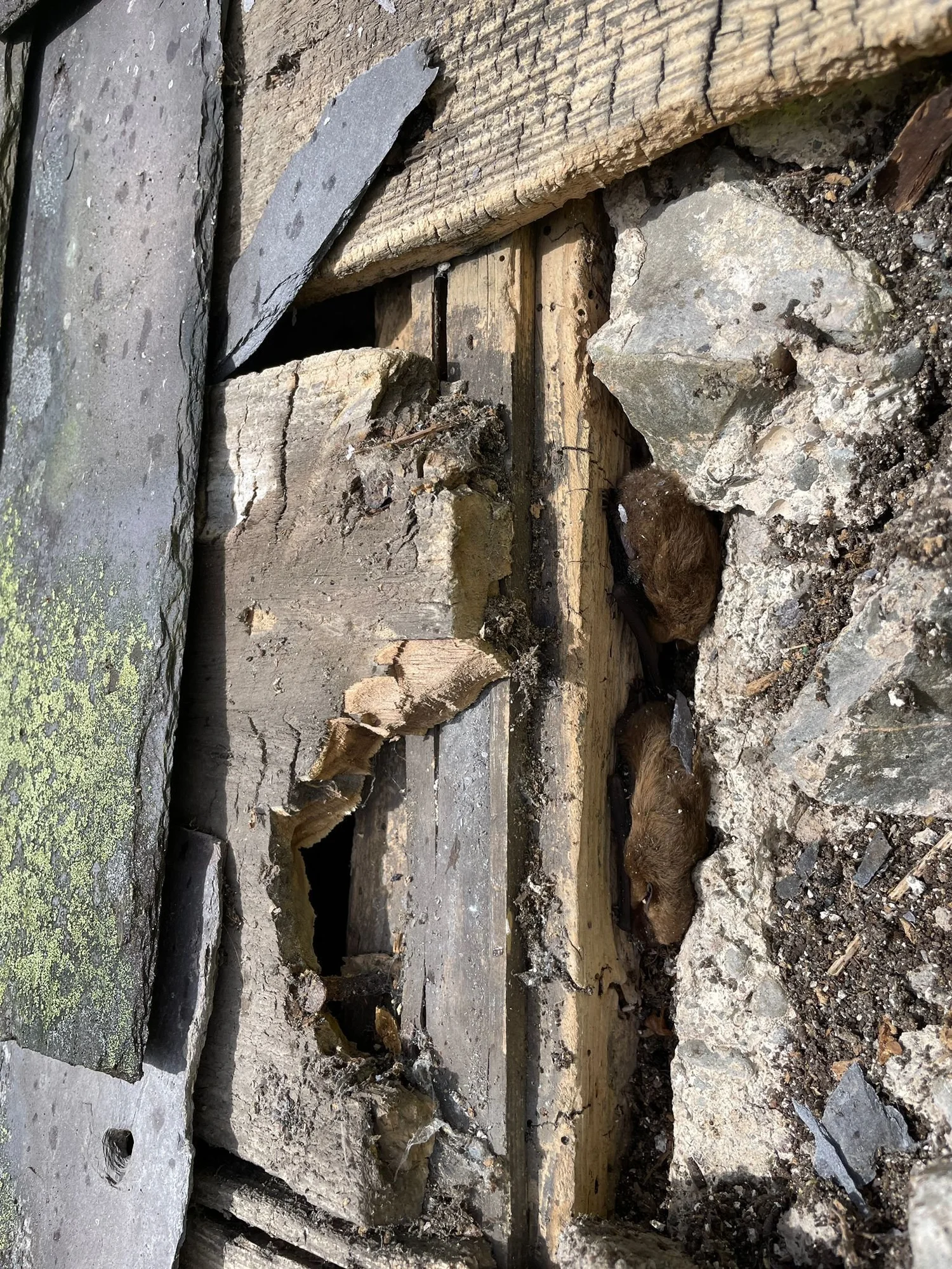 How do bats choose their roosts? — Bat Survey Scotland