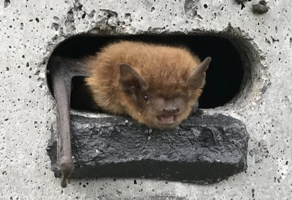 Bat Survey Scotland