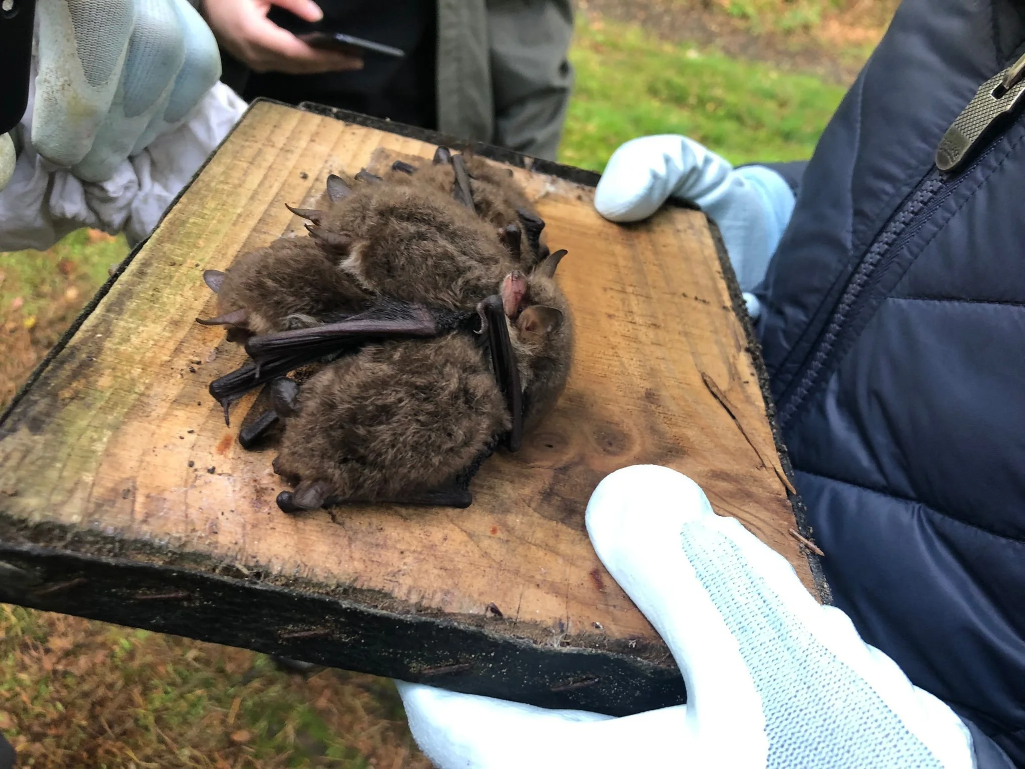 How do bats choose their roosts? — Bat Survey Scotland