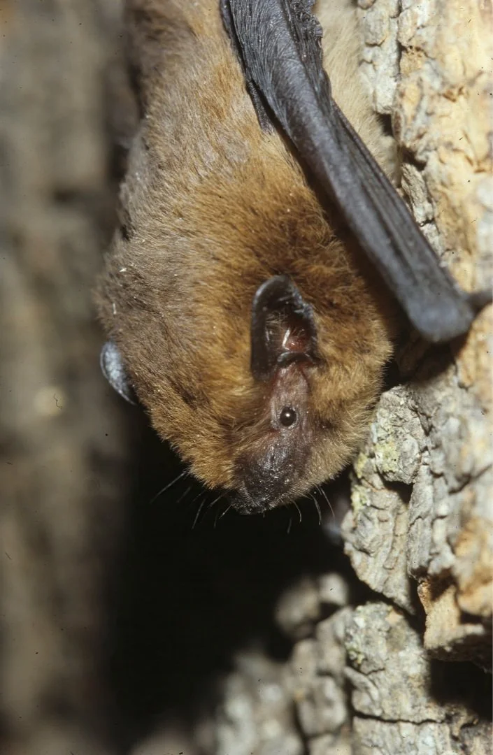 Meet Scottish Bats — Bat Survey Scotland