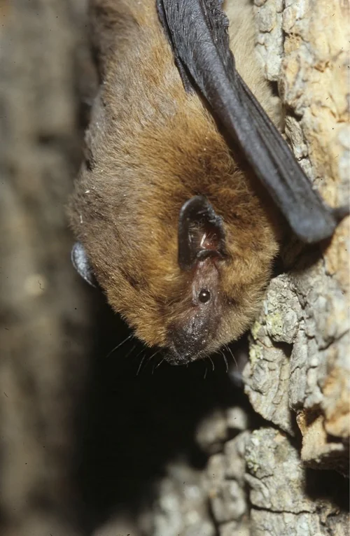 Meet Scottish Bats — Bat Survey Scotland