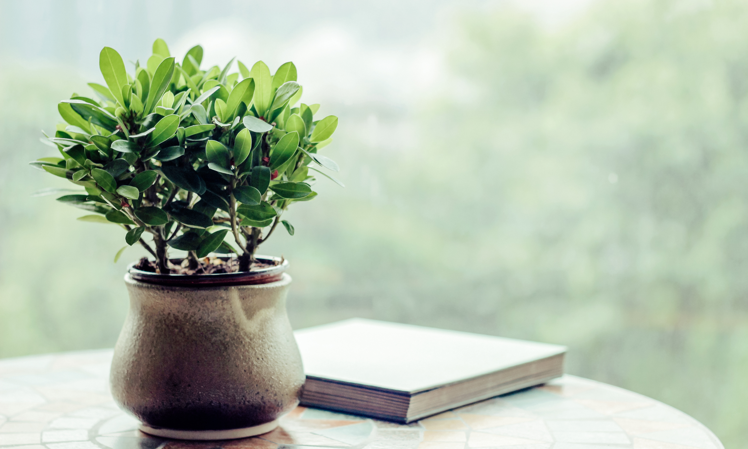 Quick Calm: 4 Steps to Feel Normal Again — Lucy Ann Moll