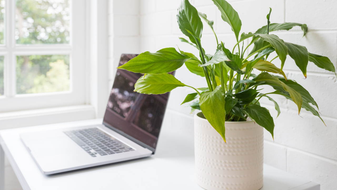 About — Lucy Ann Moll