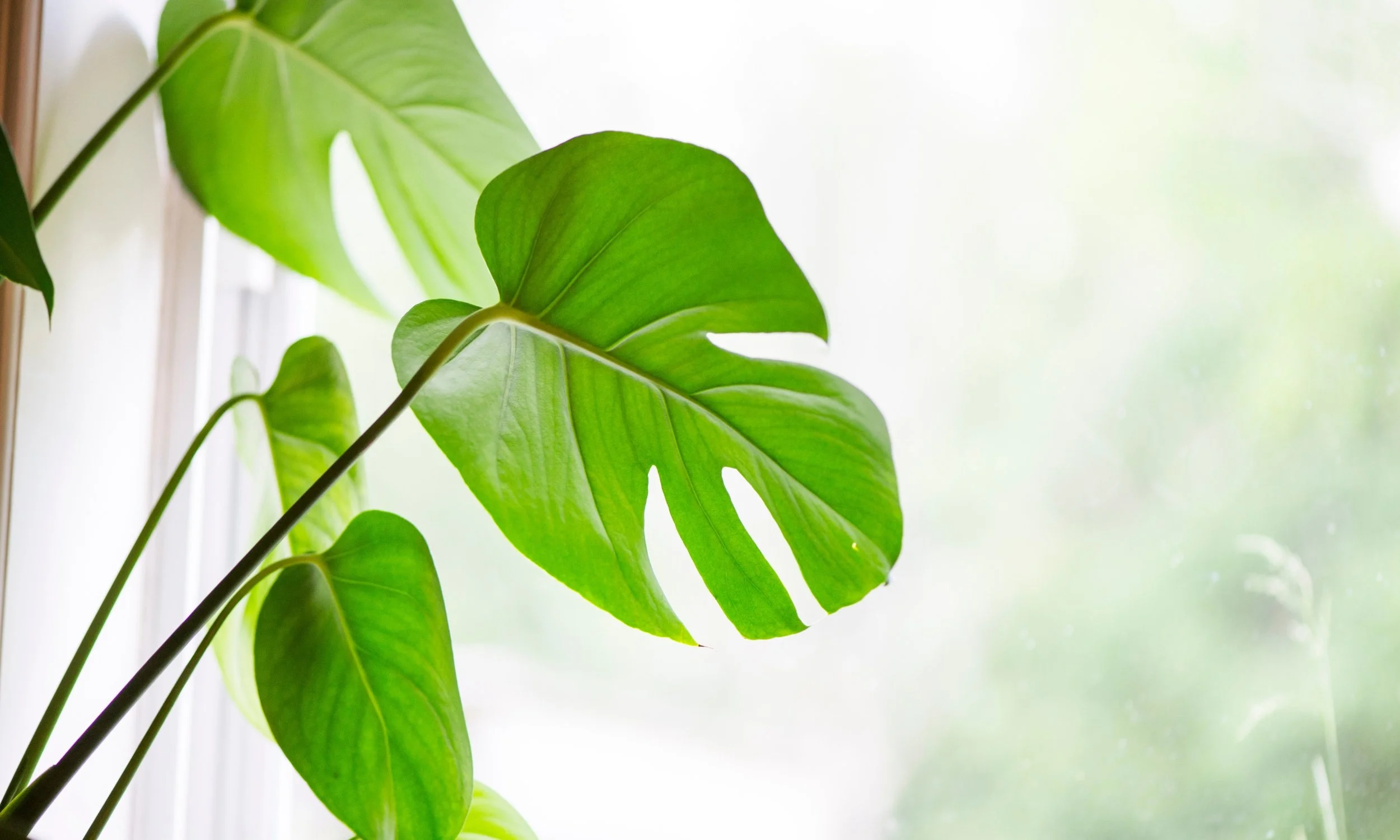 Calm in the Chaos — Lucy Ann Moll