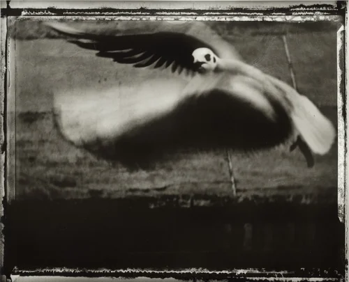 HOF Inductee Sarah Moon — International Photography Hall of Fame and Museum