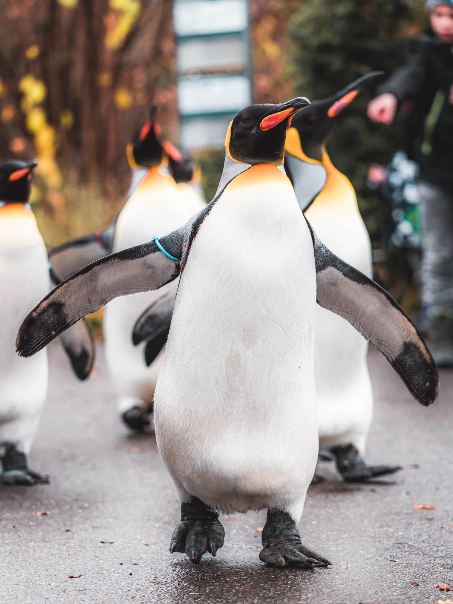 Que faire à Bâle: Expériences Incontournables pour votre séjour!