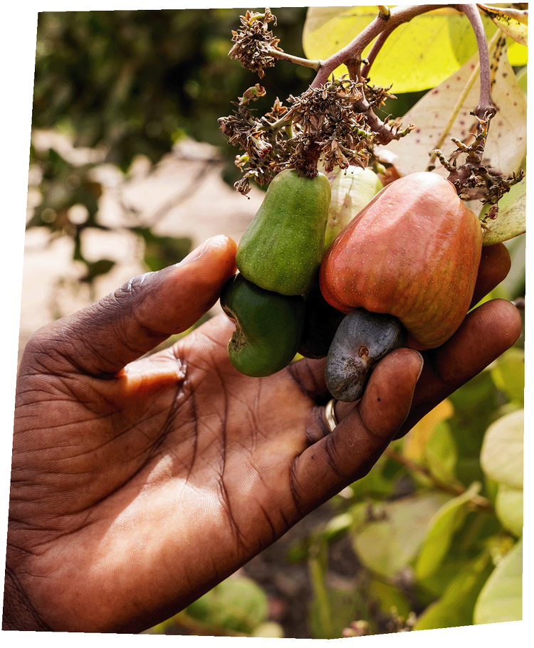 West African Nuts Direct