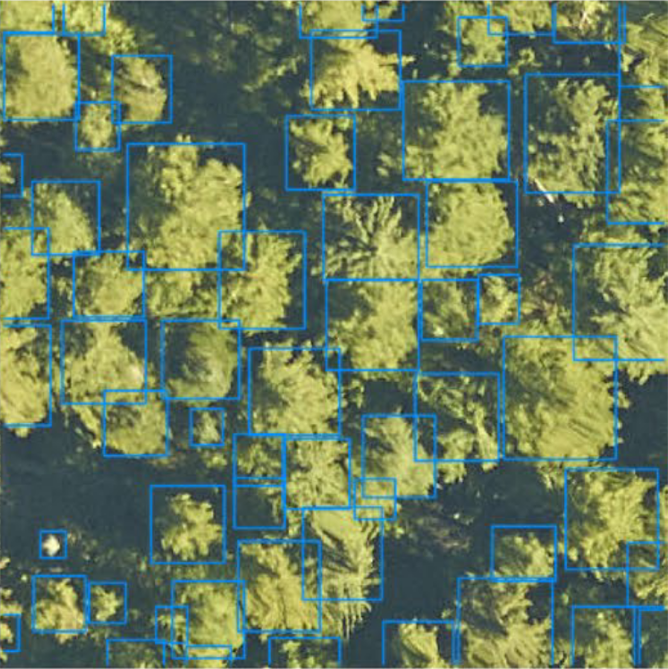 Friends of the Anacortes Community Forest Lands