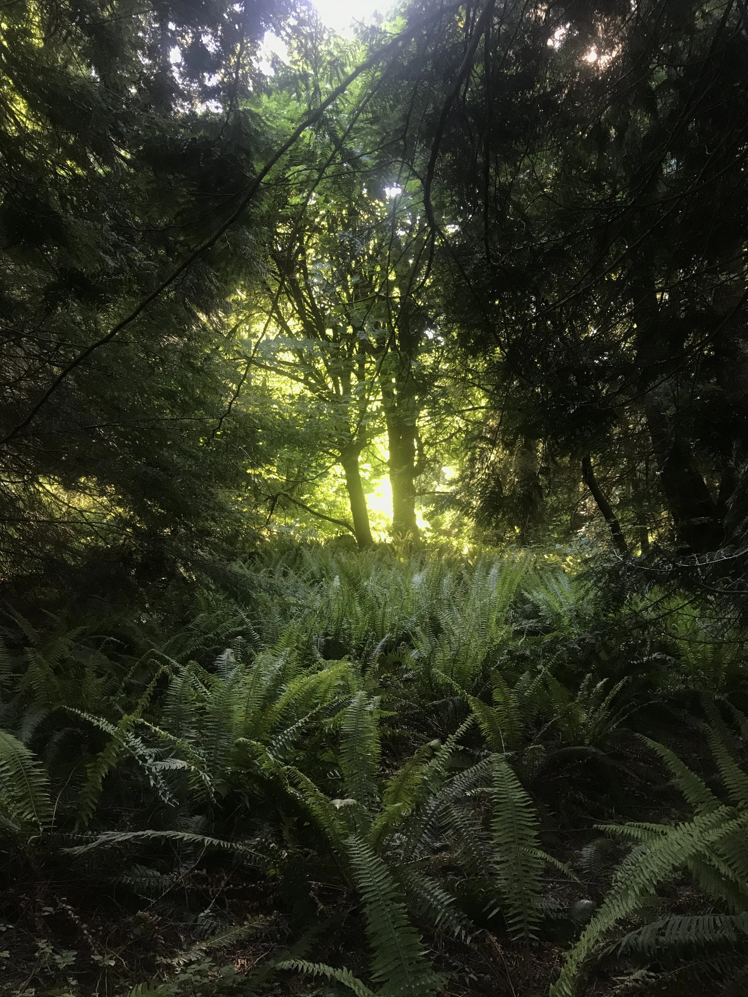 Friends of the Anacortes Community Forest Lands