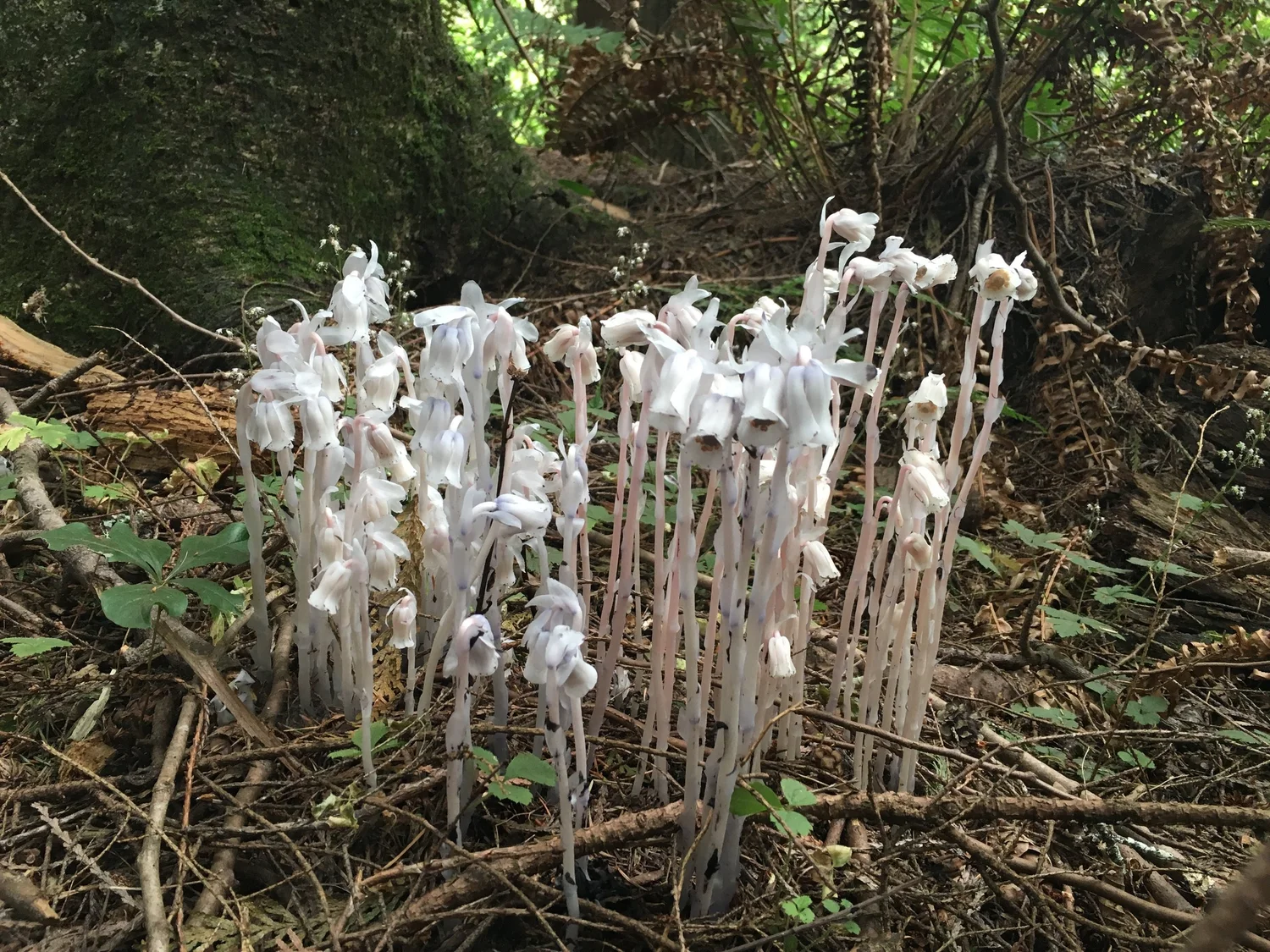 Explore the ACFL — Friends of the Anacortes Community Forest Lands