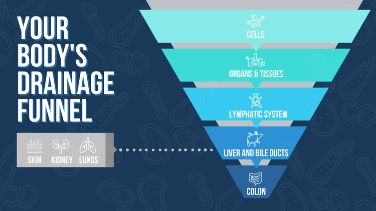 Cellcore Whole Body Detox & Parasite Cleansing — Go To Wellness Center