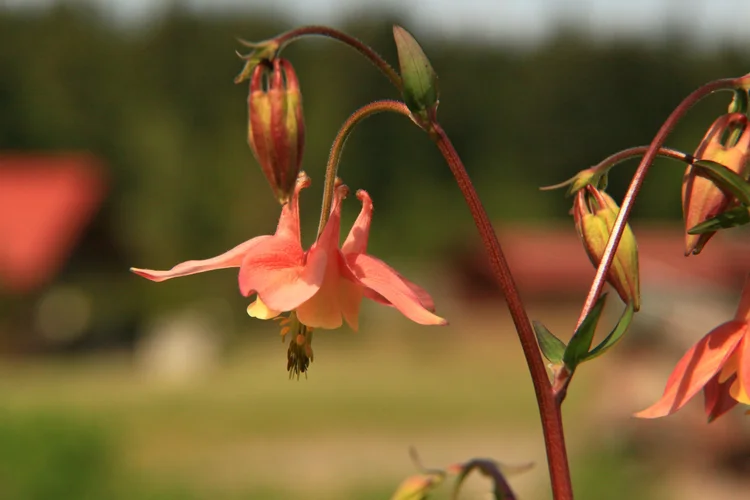 Acquiring Native Plants — Kul Kah Han