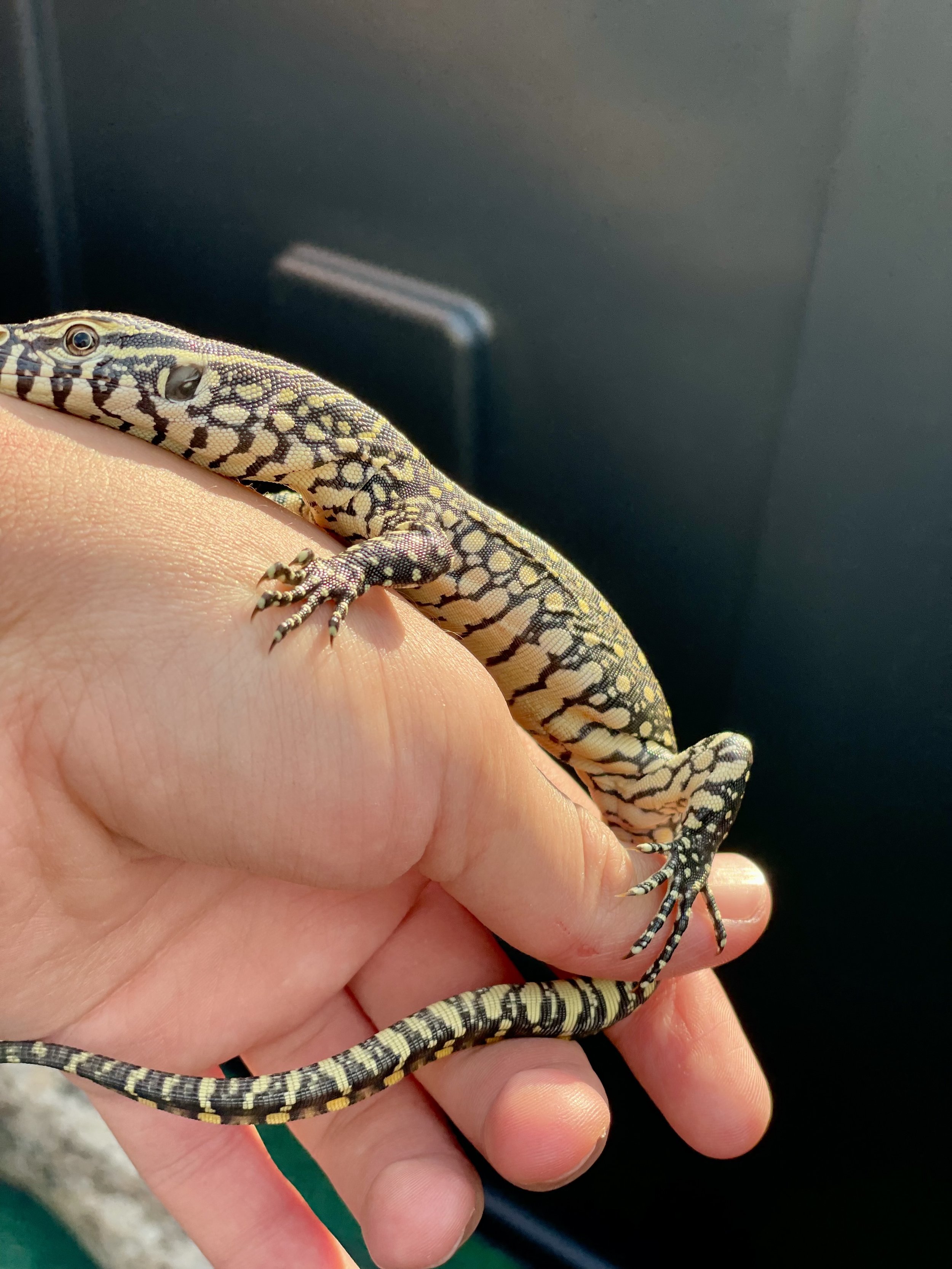 Savannah Monitors — Everything Scales