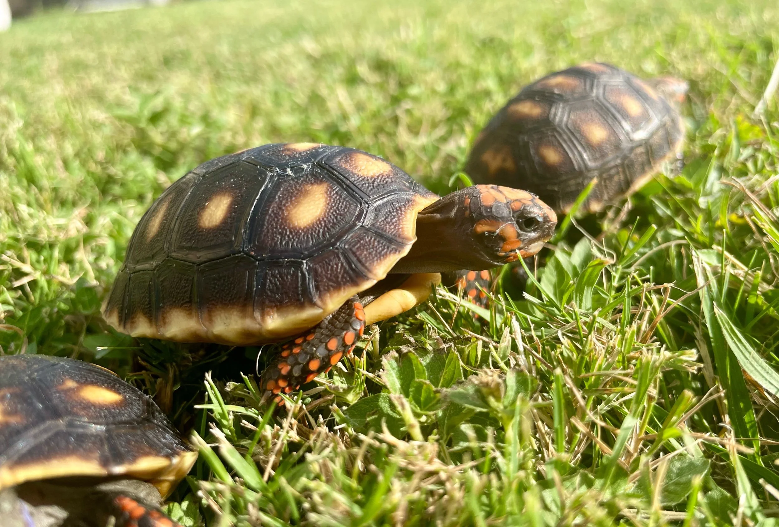 Sulcata Tortoises — Everything Scales
