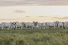 England Cattle Co | USDA-Certified Beef | Rotationally Grazed | Grain ...