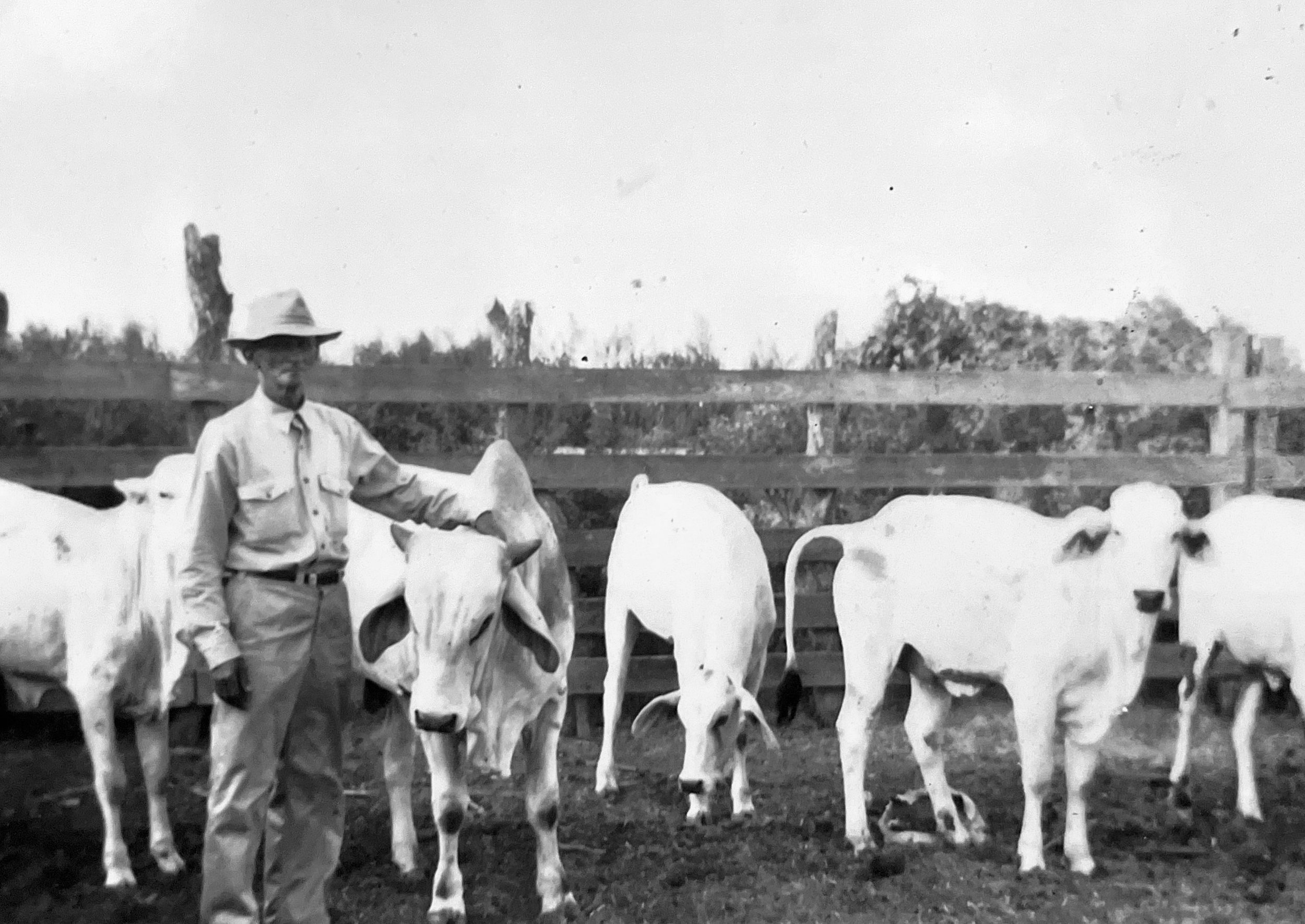 England Cattle Co | USDA-Certified Beef | Rotationally Grazed | Grain ...