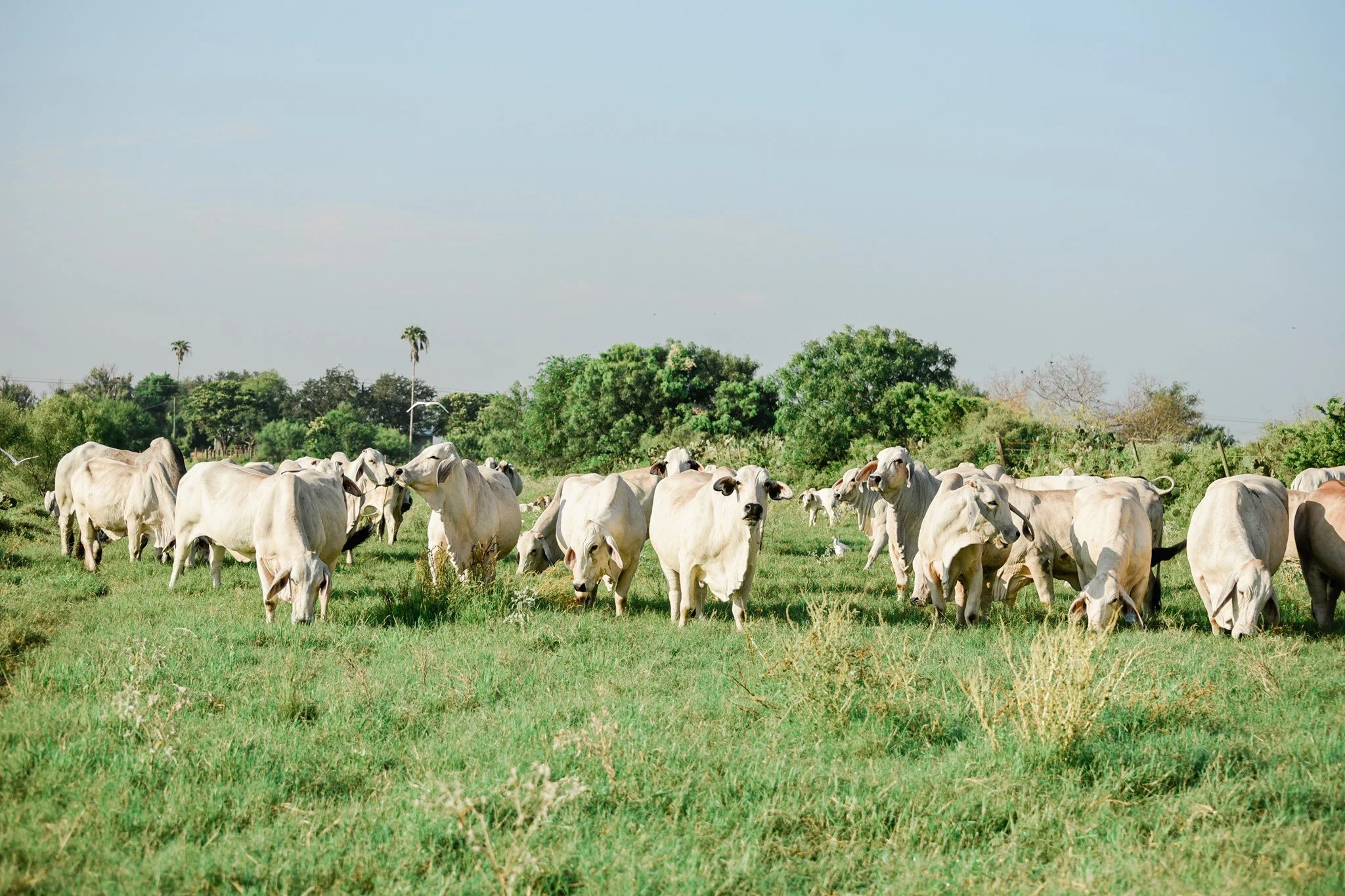 About | Mercedes, TX — England Cattle Co