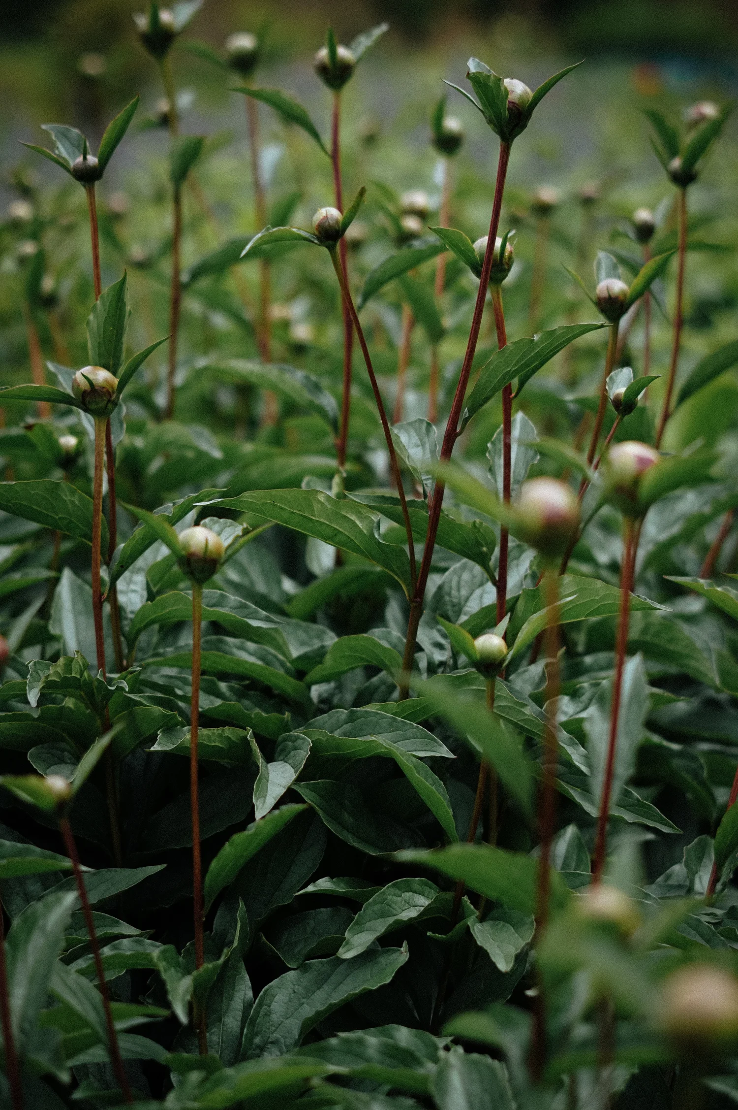 Workshop Dashboard A Garden Alchemy