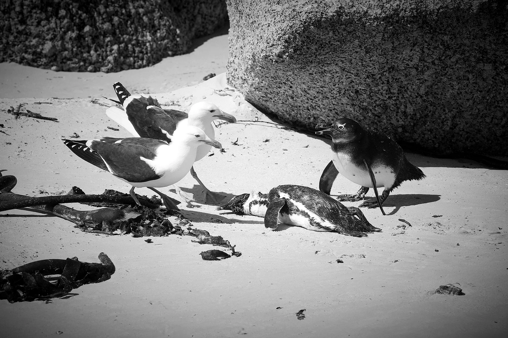 Threats The African Penguin Faces In 2025 — Penguins & Sharks