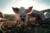 Skin Problems with Pigs: Causes and Solutions — The Fertrell Company