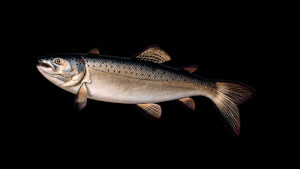 Fish Farming Tanks — Aquacare Environment Inc