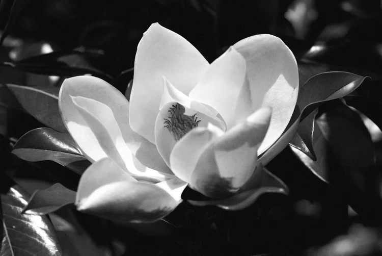 Magnolia Mental Health & Wellness
