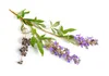 What is Chasteberry? — MenopausePower.org