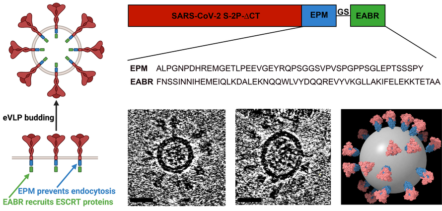 Research — Hoffmann Lab