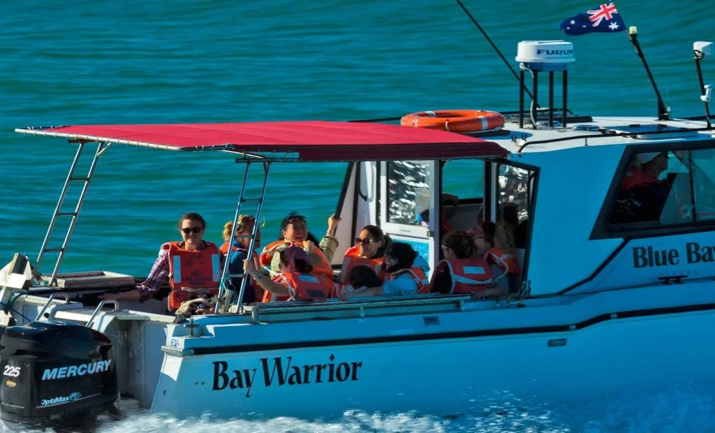 Blue Bay Whale Watching — Our Boat