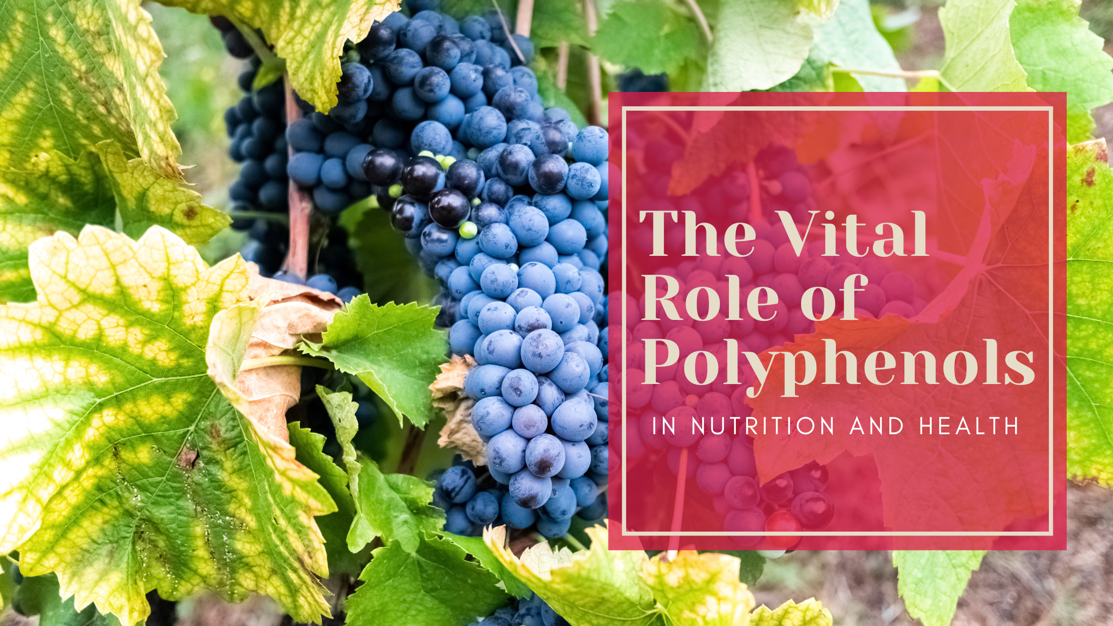 The Vital Role of Polyphenols in Nutrition and Health — Whole Body ...
