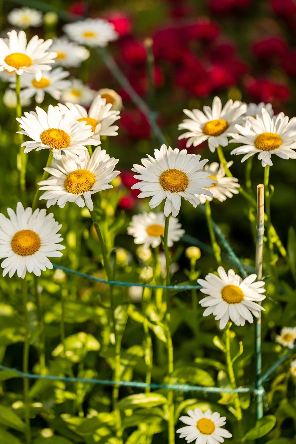 Historic Saltbox-New Site Development and Re-Imagining of the Landscape — James Doyle Design ...