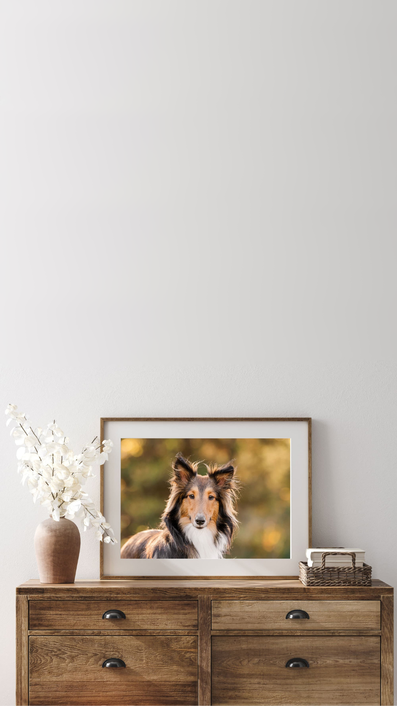 Atlanta Dog & Equine Photography - CM Bryson