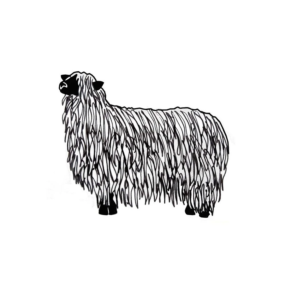 The Great British Wool Revival