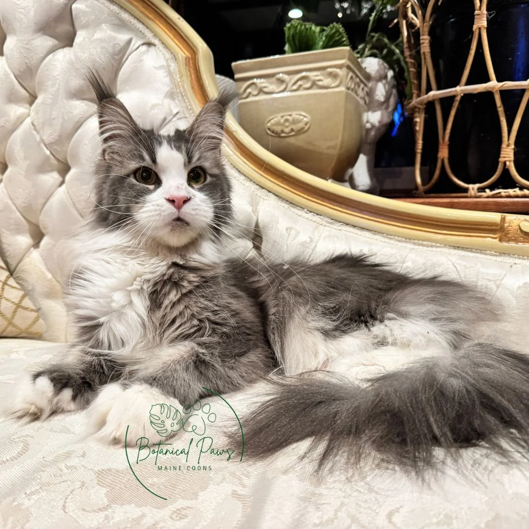 Retired Adults — Botanical Paws Maine Coons
