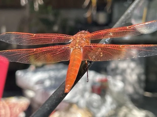 California Dragonflies — Backyard Breasties™