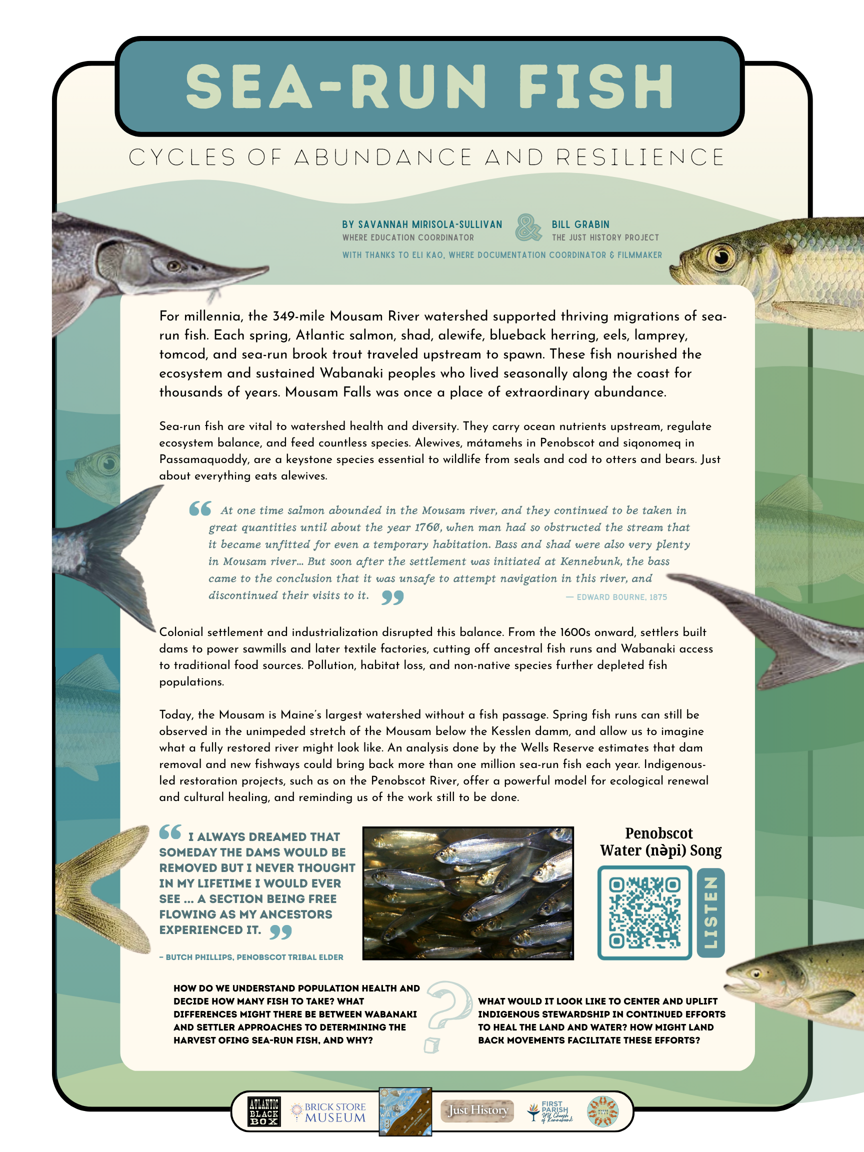 Sea-Run Fish: Cycles of Abundance and Resilience — The Walks for ...