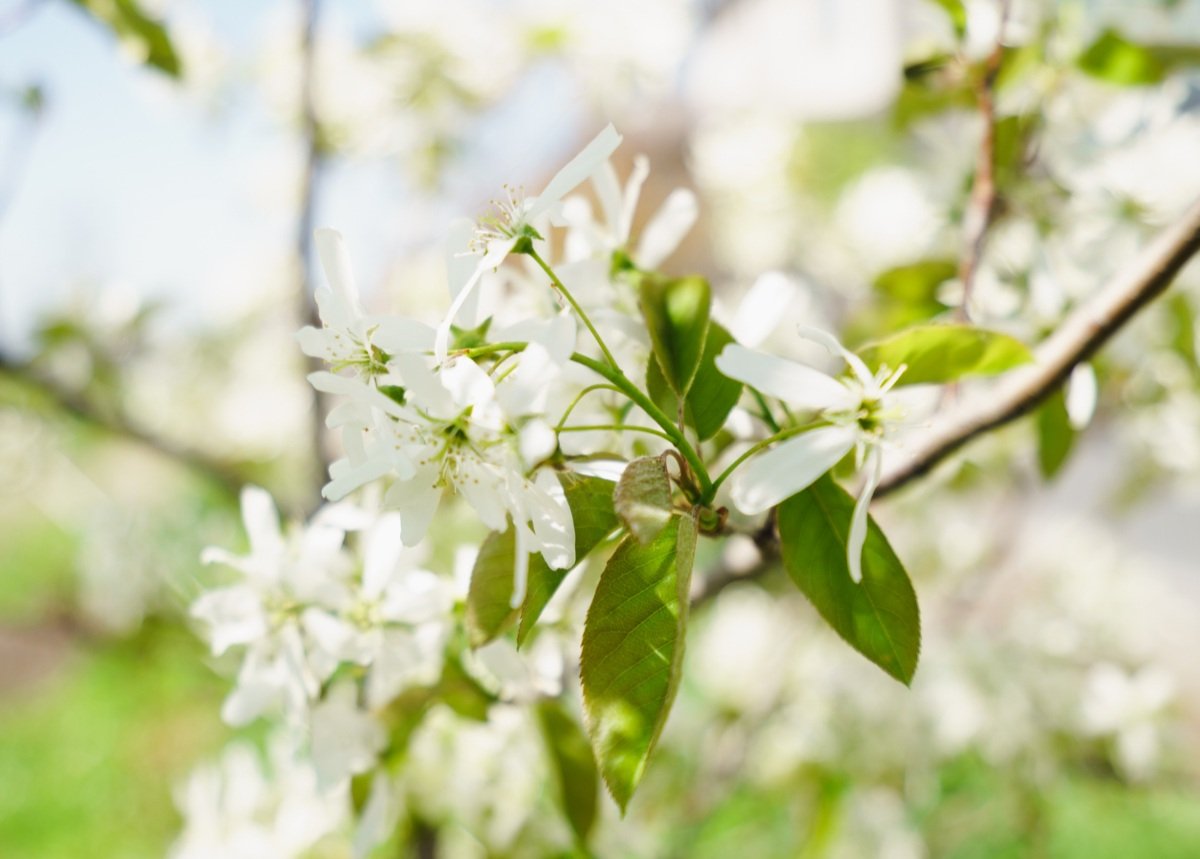 Native Trees in Ontario That Are Pollinator Powerhouses — Birds & Bees ...